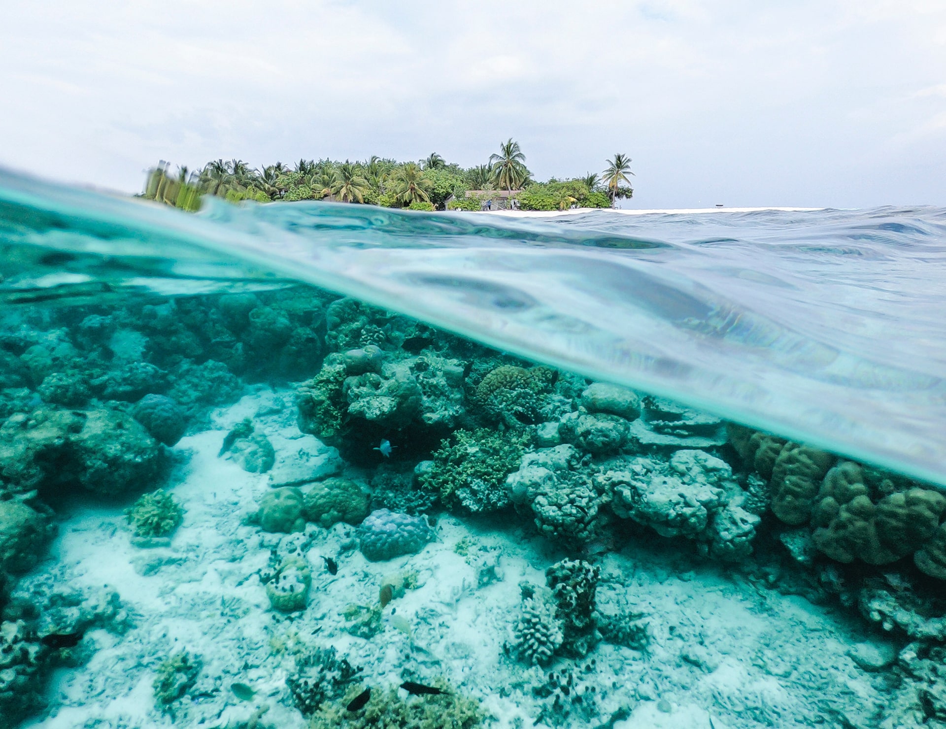 Scuba diving in Hawaii gives the best emotions! – Senda Experience